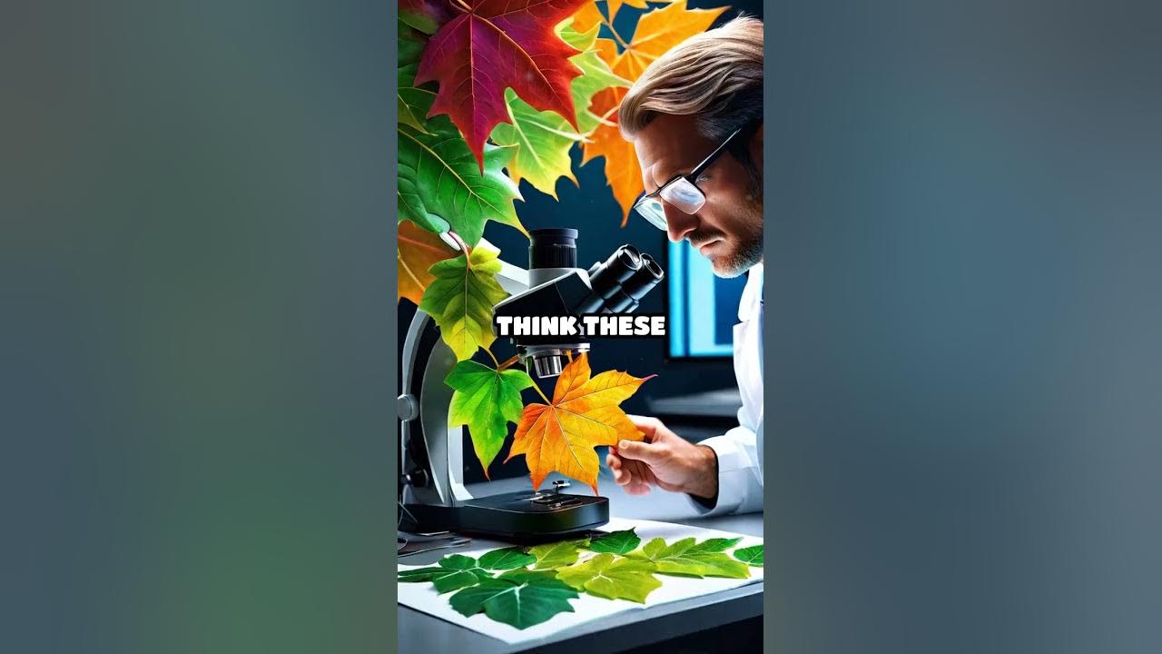 ELI5: Why Do Leaves Change Color in Fall? - YouTube