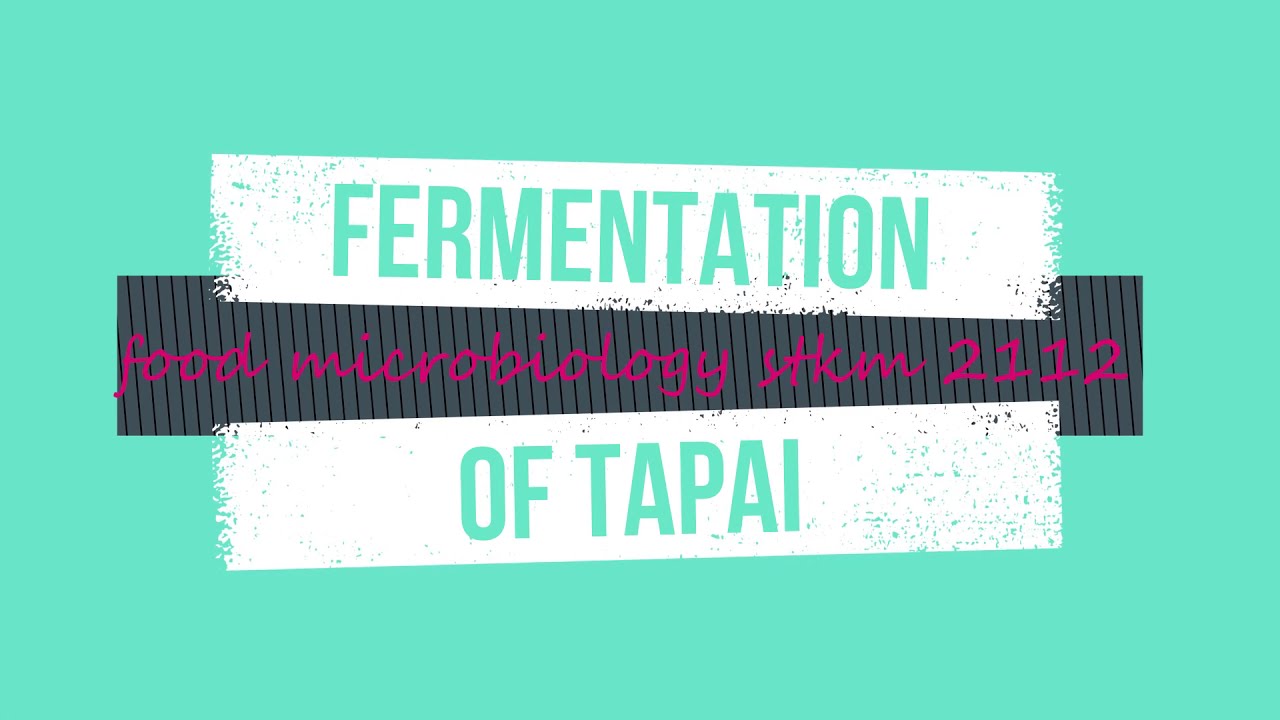 STKM2112 FOOD MICROBIOLOGY : FERMENTATION OF TAPAI GROUP 2 - YouTube