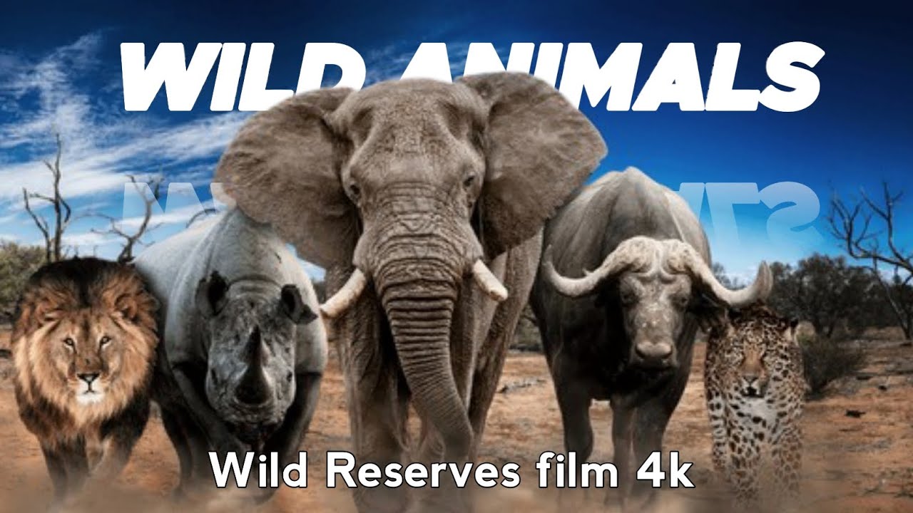 Wild Animals Caught On 4k 😱|| Explore The Beauty Of Wild|| #nature # ...