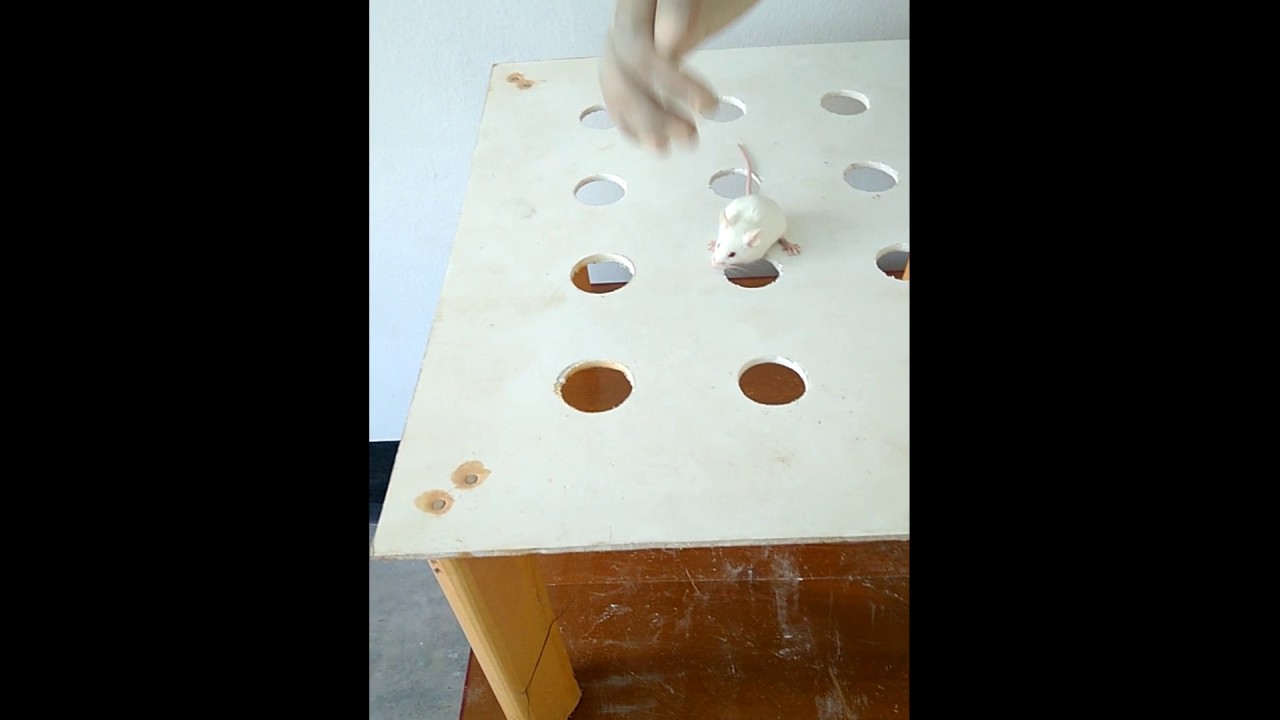 Hole Board Test (HBT) explained with the apparatus - YouTube