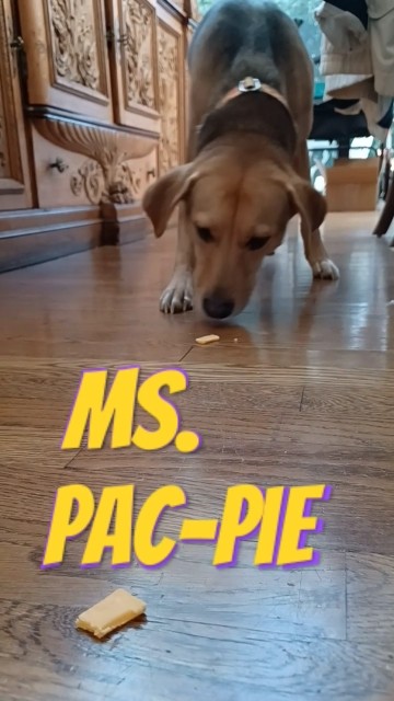 Ms. Pac-Pie Returns (Beagle Puppy Eats like Ms.Pac-Man) #funny # ...