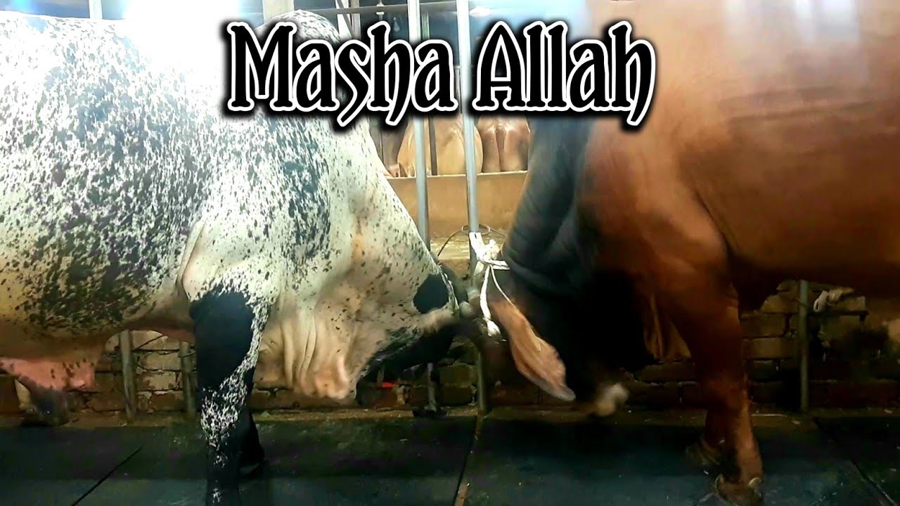 Masha Allah, giant cows and buffalo collection in Samayra agro||Eid -ul ...