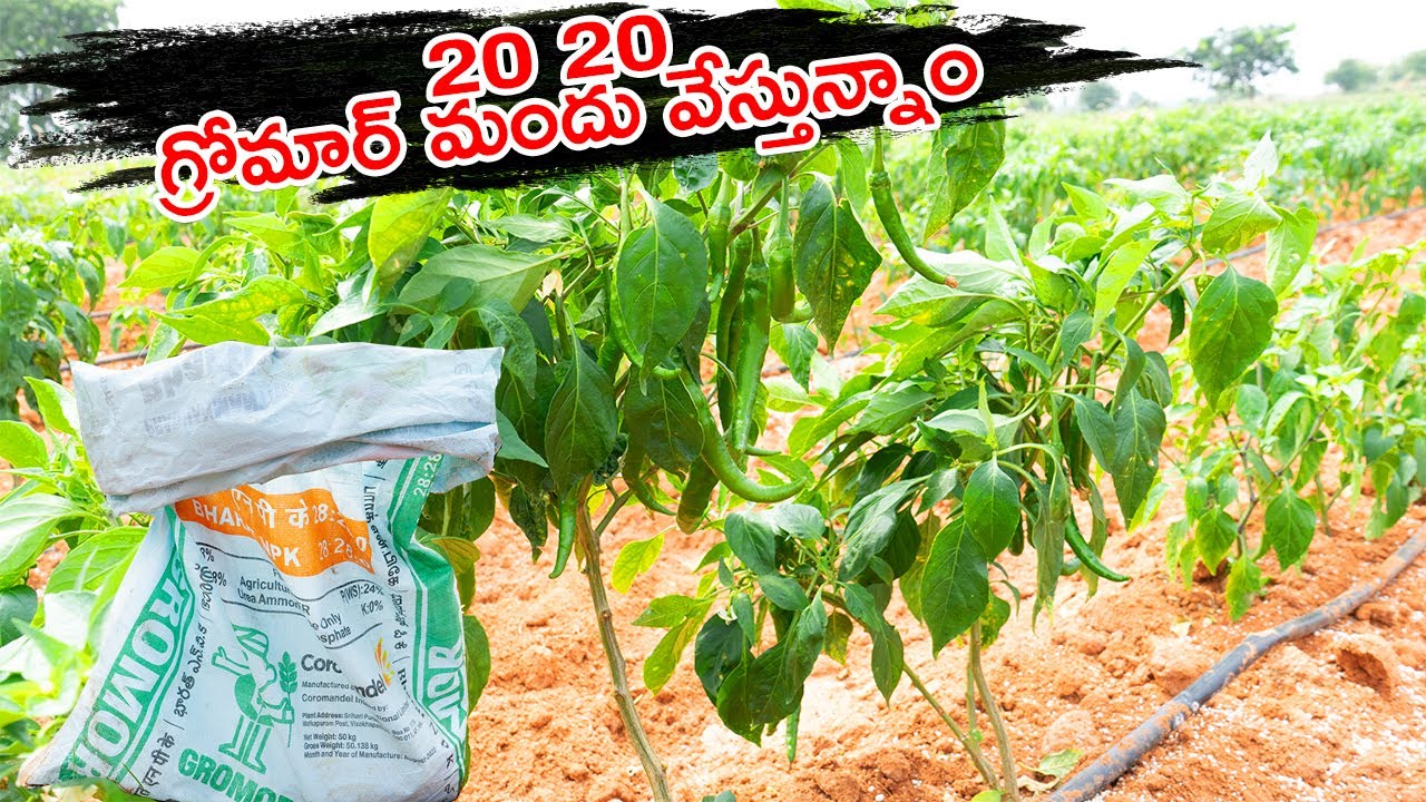 చేనుకు, చెట్టుకు ఏం కావాలి? | 20 20 గ్రోమార్ మందు వేస్తున్నాం | Gromor ...