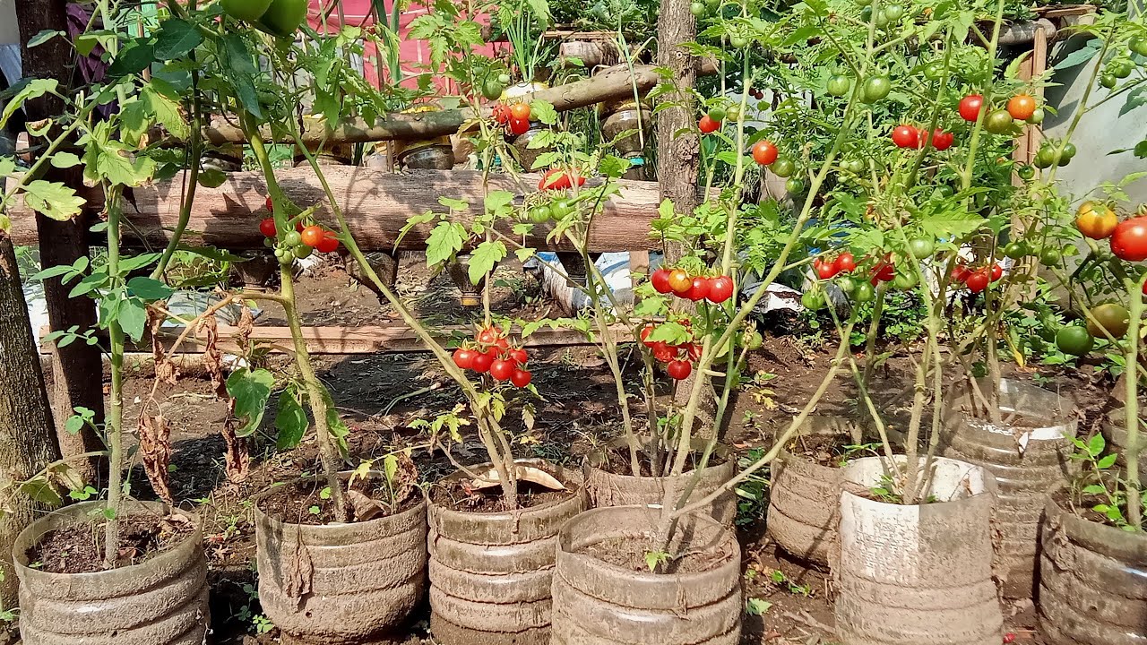 Grow Tomatoes at Home easy and simple method - YouTube