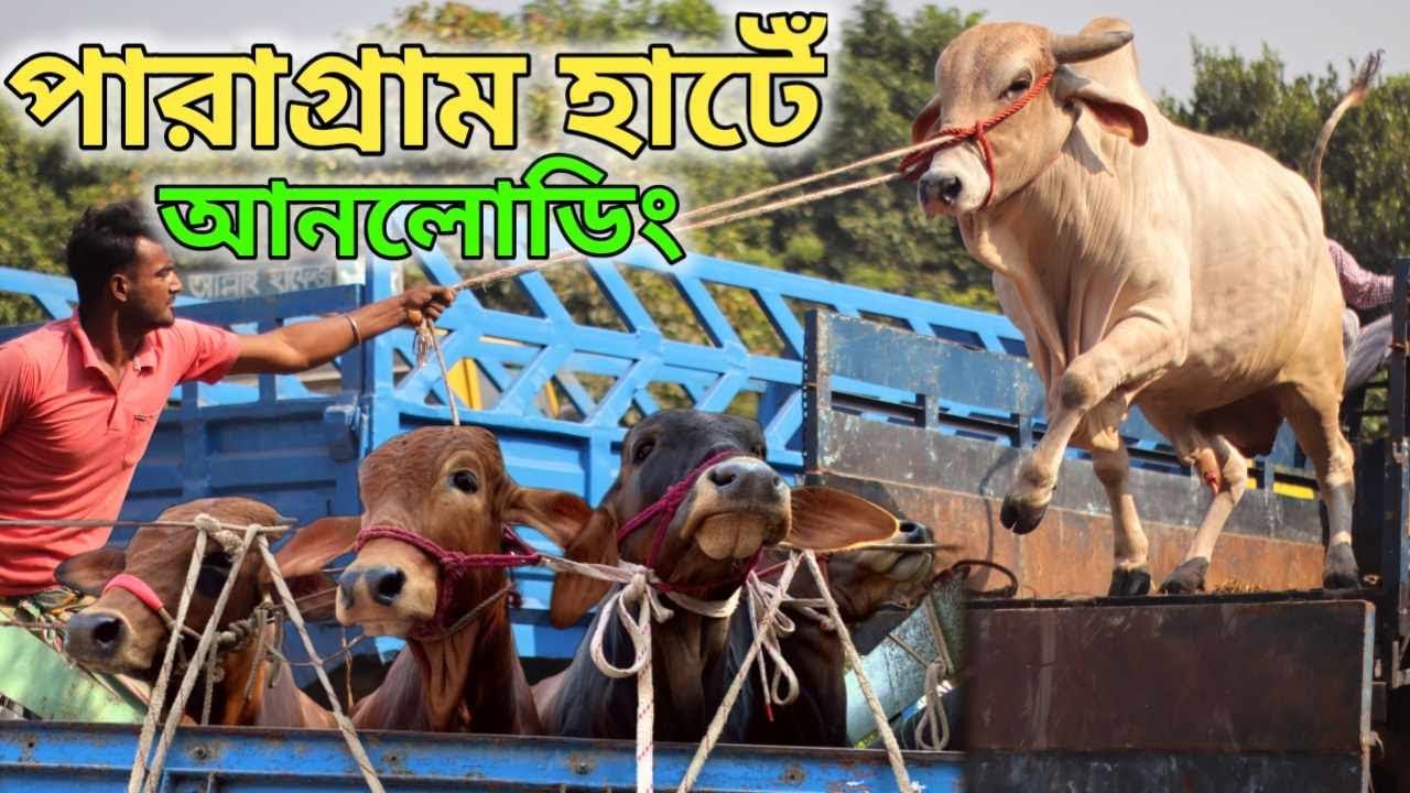 Cow Unloading At Village Cow Haat | পাড়াগ্রাম গরুর হাট | Cattle Market ...