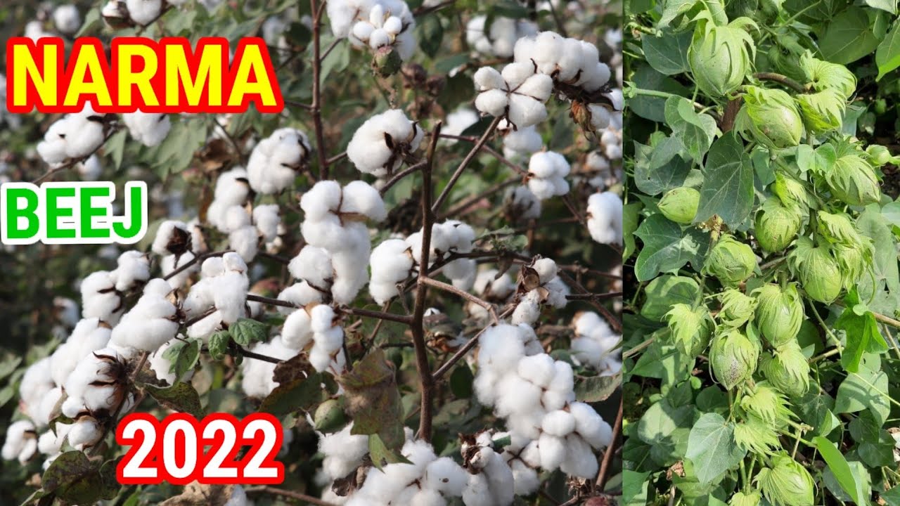 #cotton beej NARMA Beej 2022 best paidawar deniwali kism pranshi goldi ...