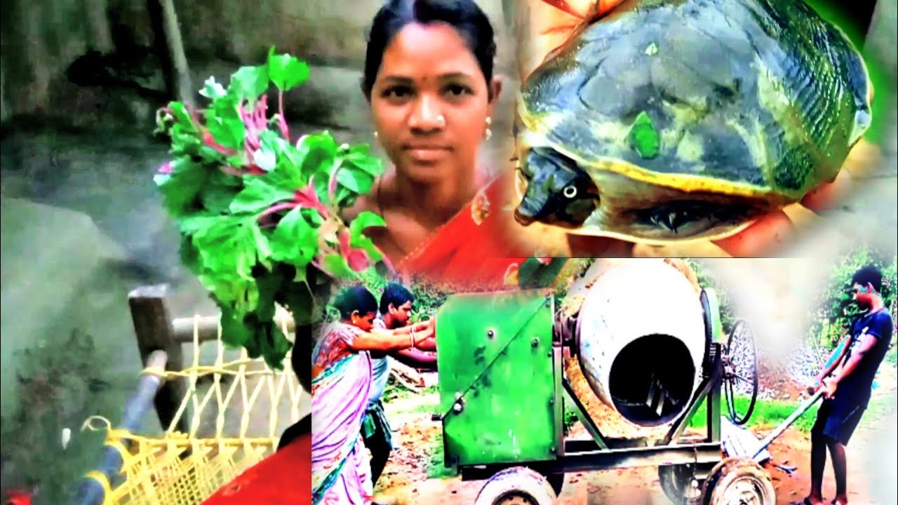 kachhima dhari chadi ଦେଲୁ // badi re saga ତୁଳିଲୁ // vijay sembali vlogs ...