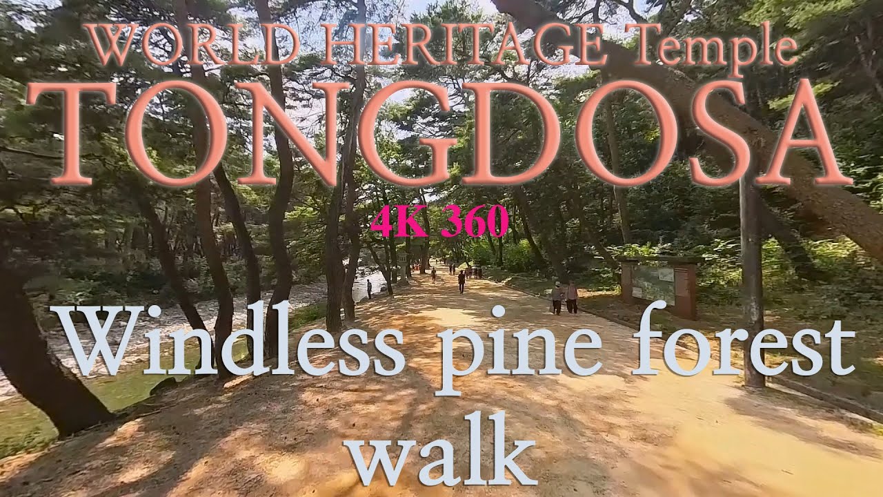 Windless pine forest walk en 360 4K (Treadmill) - YouTube