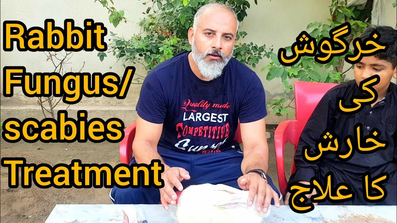 Rabbit fungus treatment | rabbit kharish | rabbit scabies - YouTube