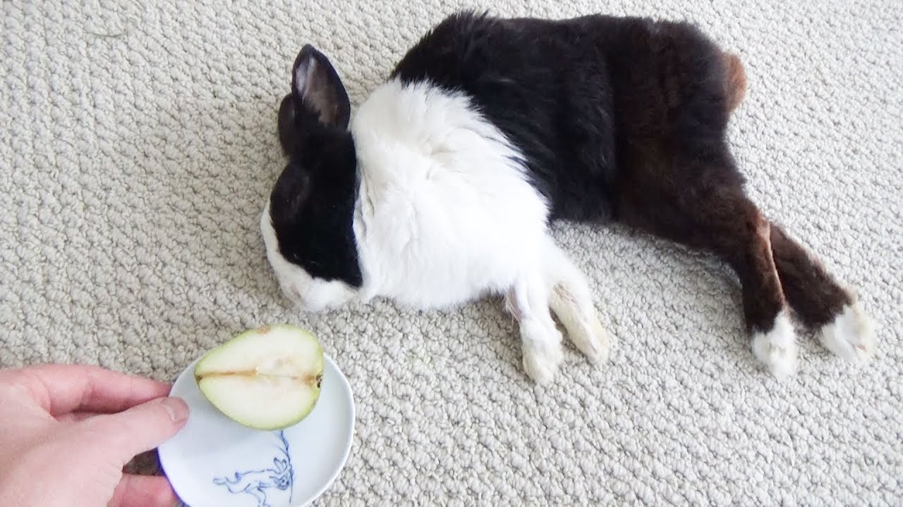 Sleeping Rabbit Dreaming About Eating a Pear - YouTube