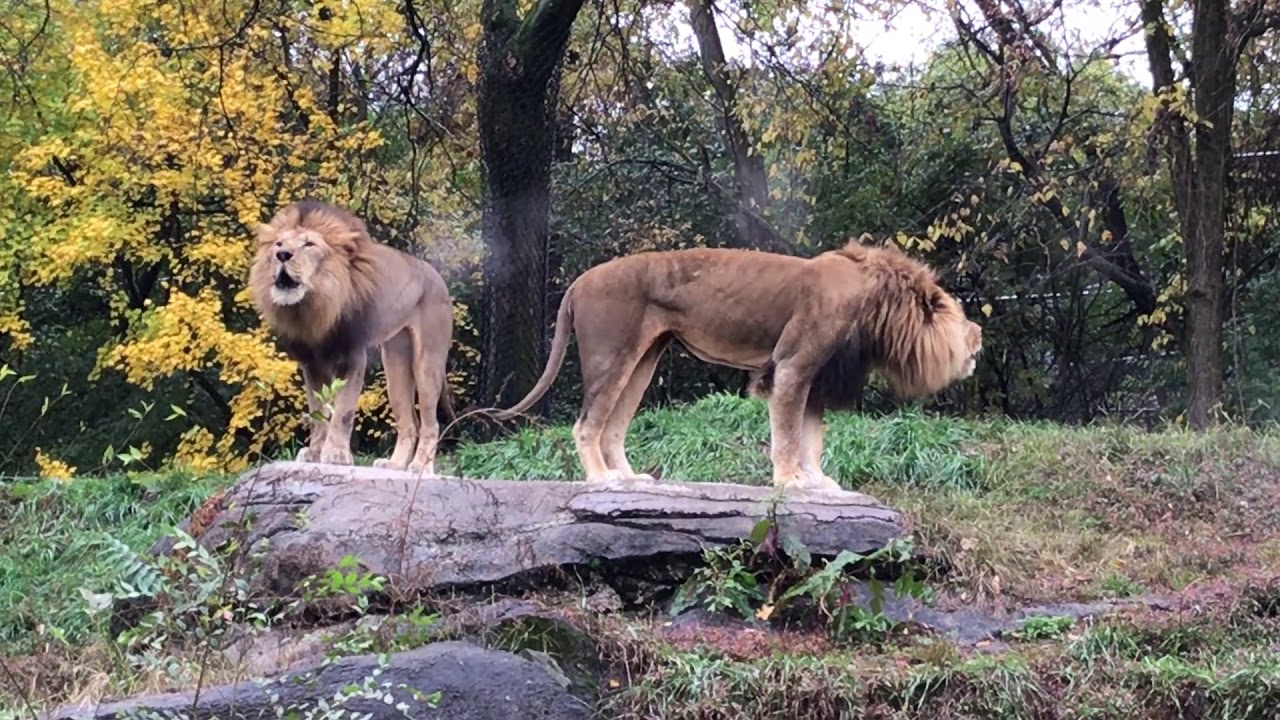 Grunting lion at the Pittsburgh Zoo - YouTube