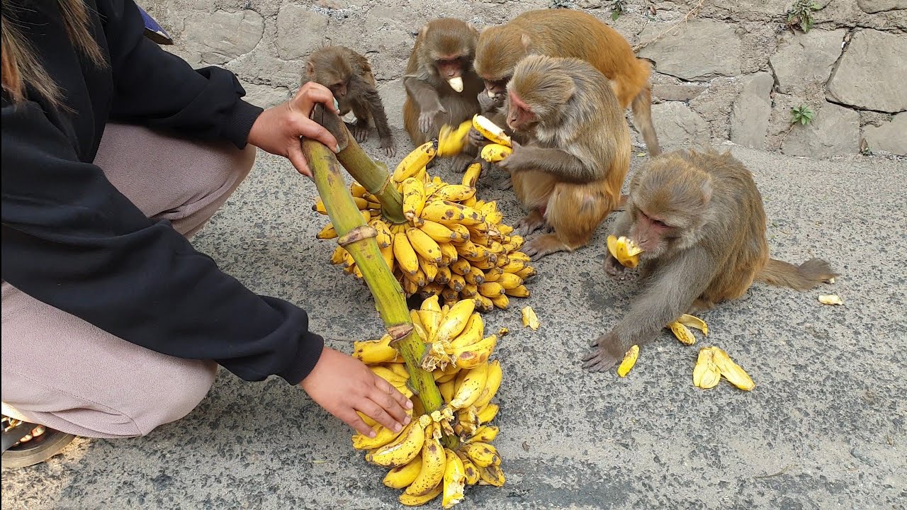 500 pieces of banana are not enough for monkeys families || feeding ...