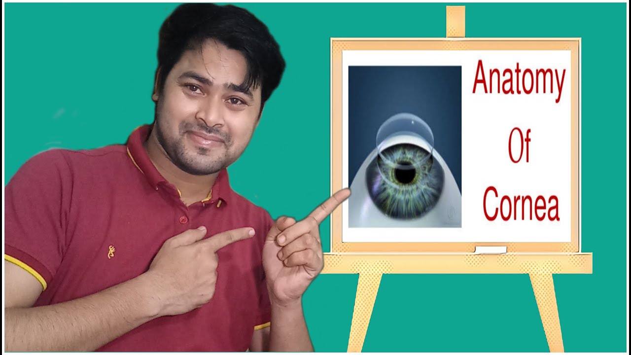 Anatomy of Cornea and physiology||cornea definition in hindi ...