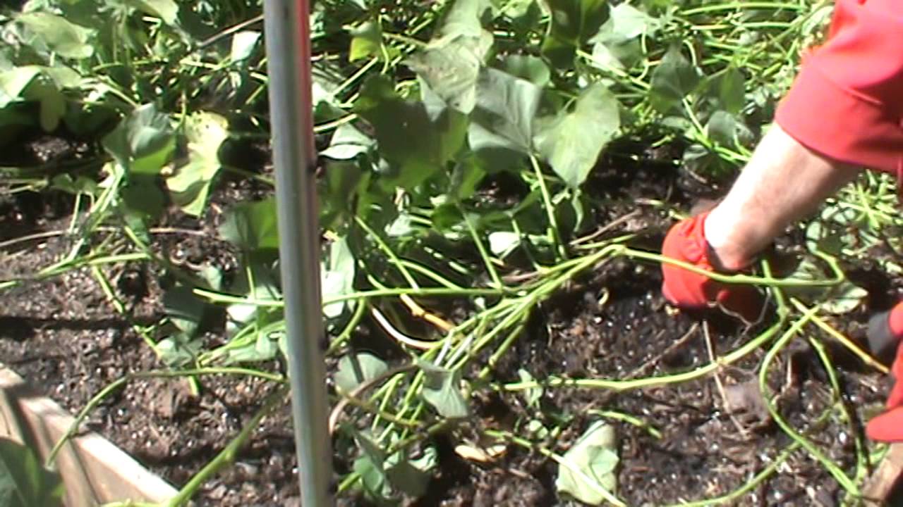 Harvesting Sweet Potatoes - YouTube