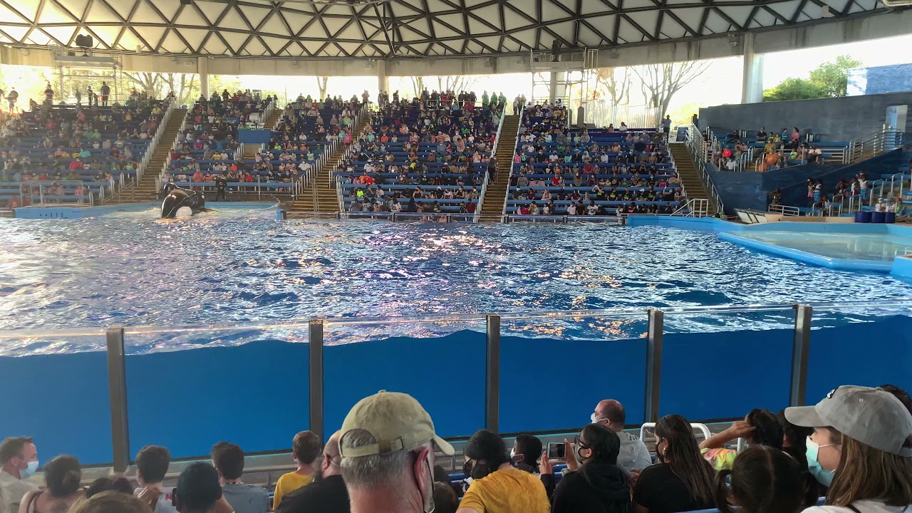 SEAWORLD SAN ANTONIO ORCA ENCOUNTER 2021 - YouTube