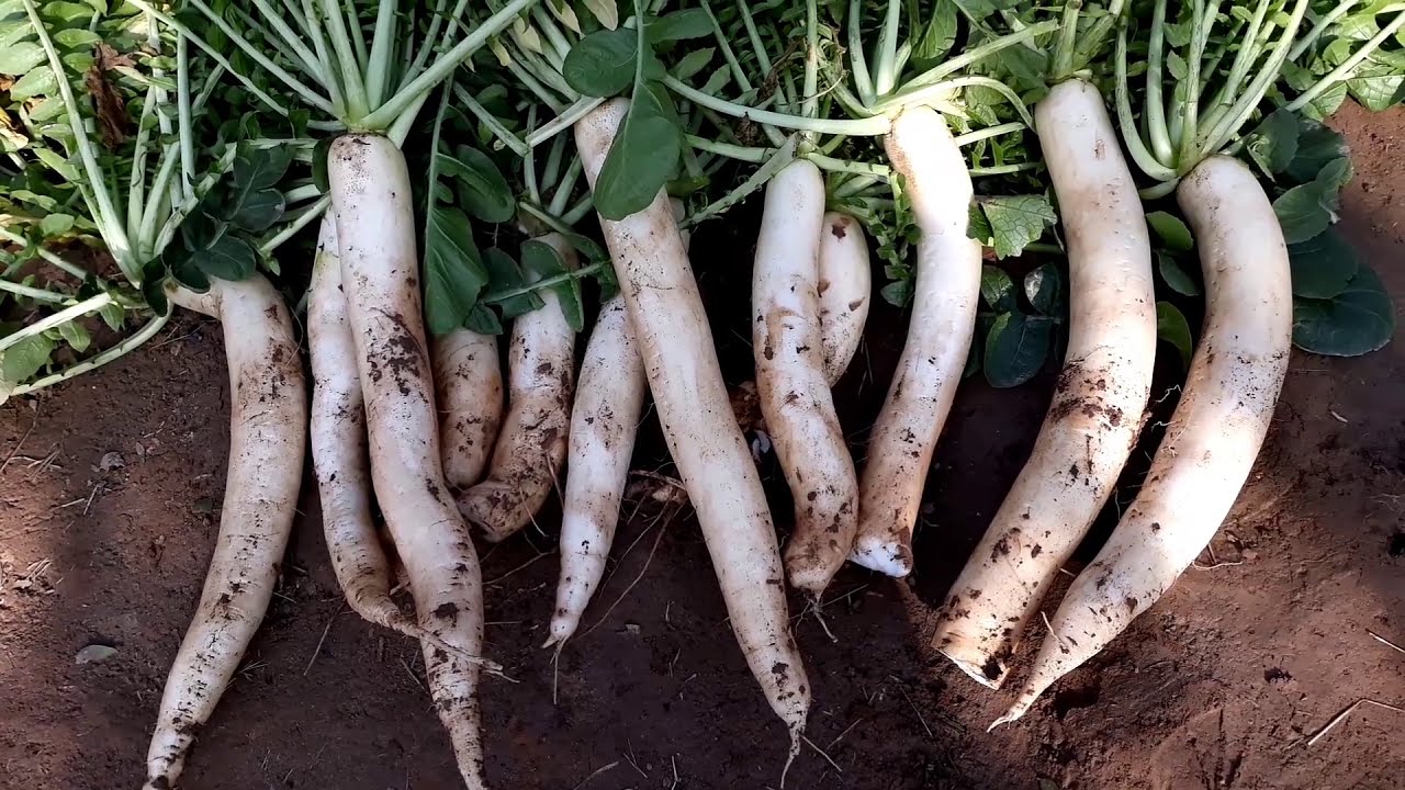 Mooli ki growing and care tips/Growing and care tips of radish || Urdu ...