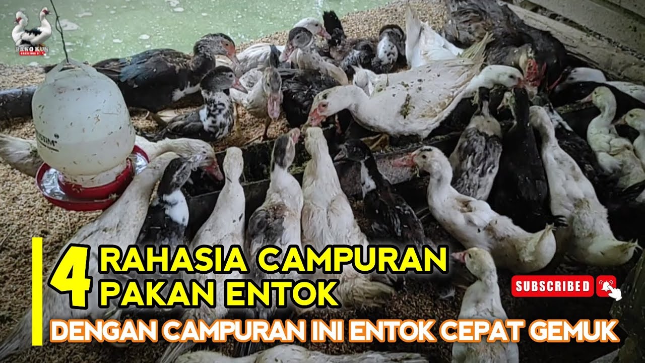 CAMPURAN PAKAN ENTOK YANG BAIK || CARA BERI PAKAN ENTOK || CARA TERNAK ...