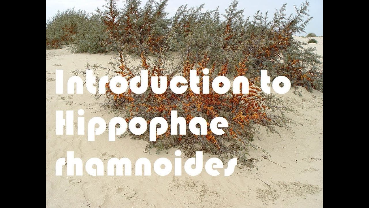 Introduction to Hippophae rhamnoides | Sea Buckthorn - YouTube