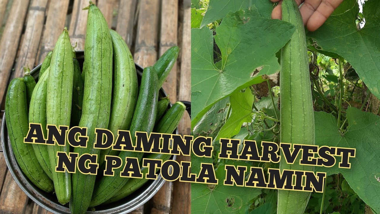 PATOLA HARVEST | PATOLA FARMING | FARM LIFE - YouTube