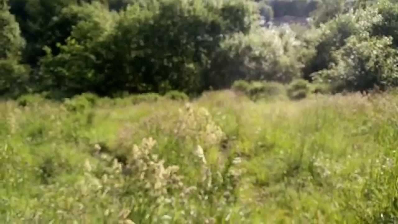 Grass Pollen Explosion - YouTube