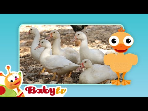 Ducks | Fun with Animals | BabyTV