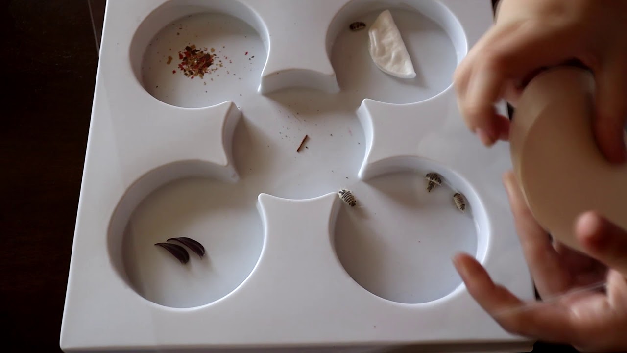 Animal Behavior Lab - YouTube