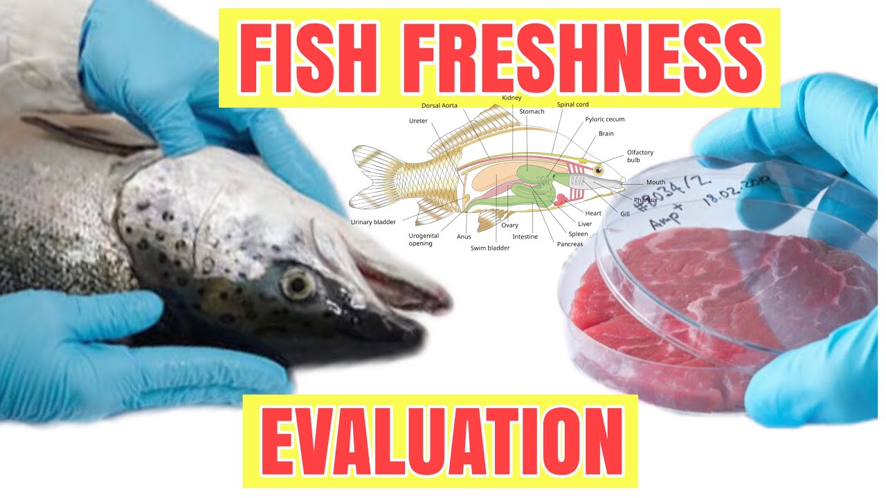 FISH FRESHNESS EVALUATION IN LAB #subscribe - YouTube