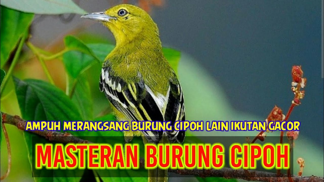 SUARA BURUNG CIPOH/SIRTU GACOR - YouTube
