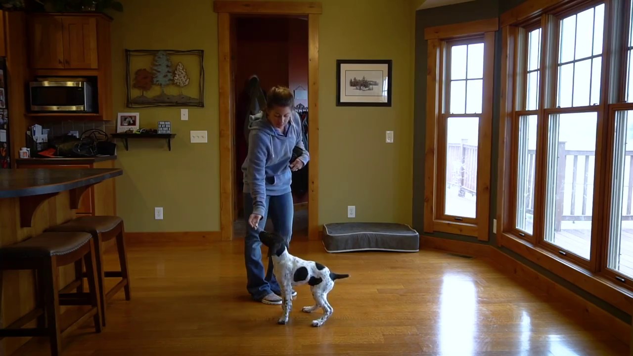 Teach Your Puppy To Come When You Call - YouTube