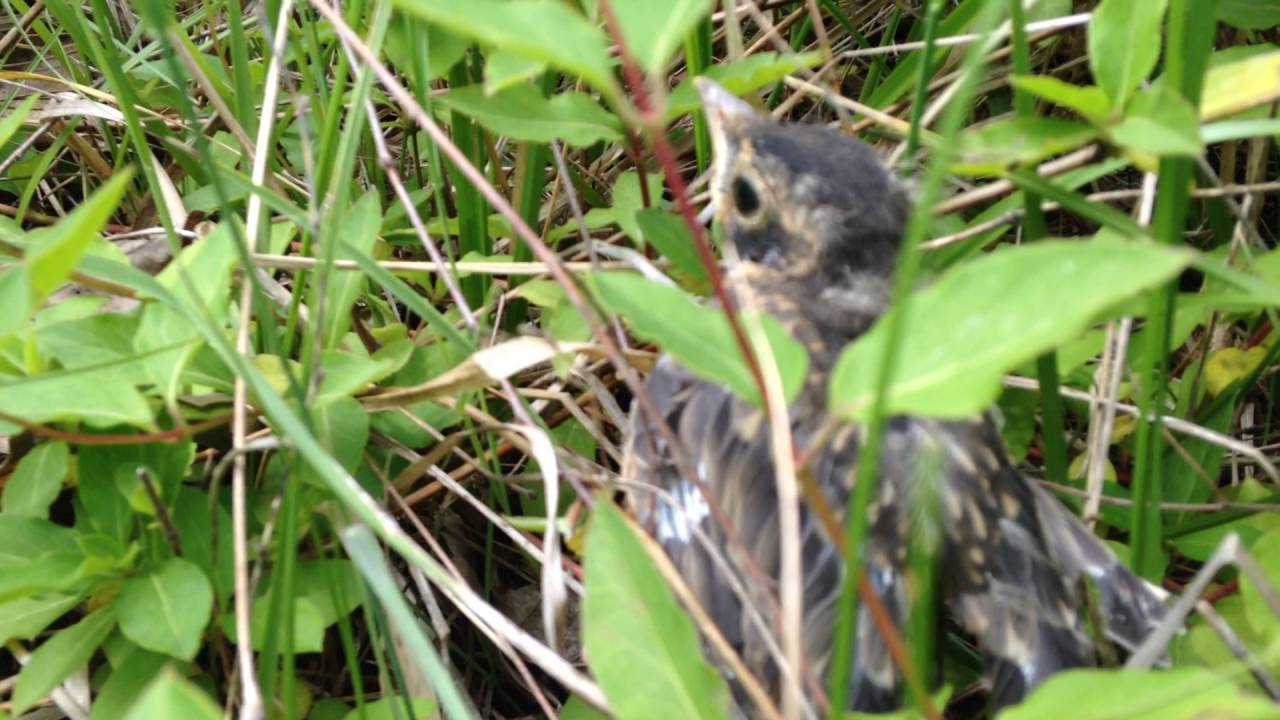 Baby Robin Hiding in Tall Grass - YouTube
