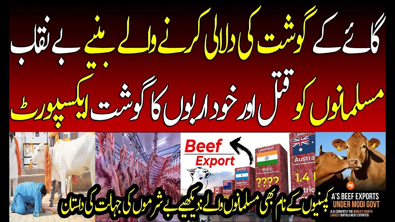 Indian Billion Dollar Cow Beef Export Industry Exposed | Lyn*hing of ...