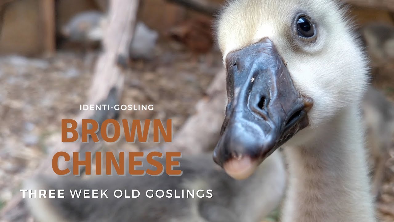 Brown Chinese Geese: 3-Week-Old Goslings - YouTube