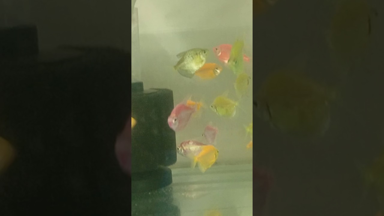 Butterfly fish colour fish 🐟 #fish fi - YouTube