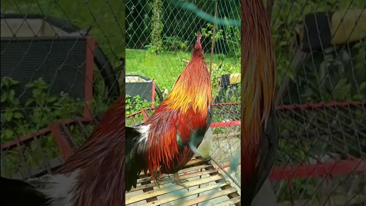 Ayam hutan Sumatera - YouTube