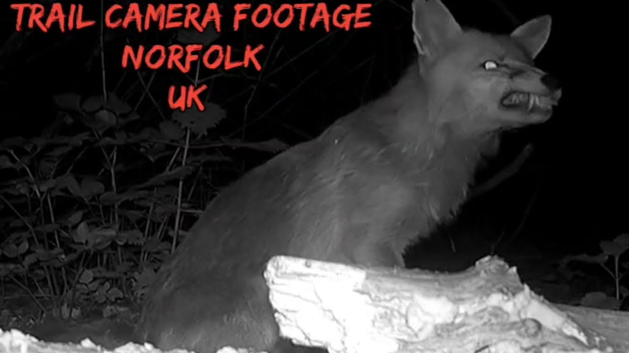 Wildlife Trail Camera Footage Norfolk UK. - YouTube