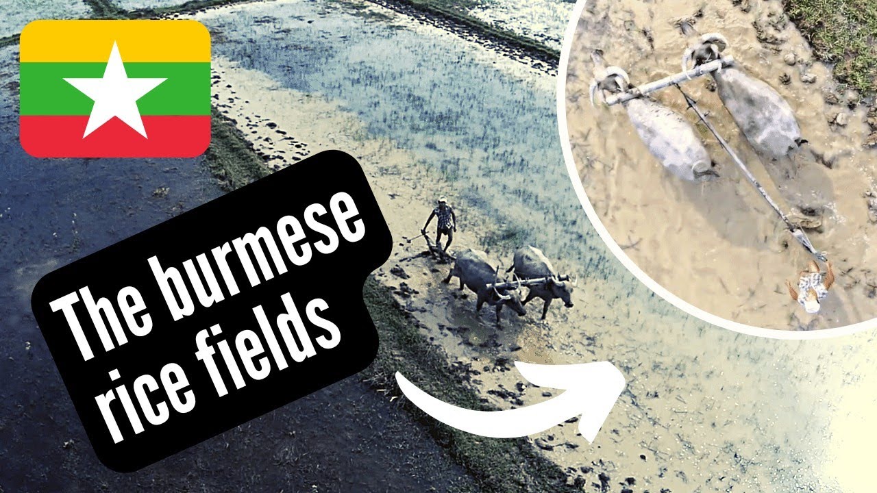 BEAUTY OF THE MYANMAR RICE FIELDS - YouTube