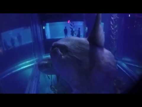 Pair of Sunfish (Mola) at the Osaka Aquarium, Japan - YouTube