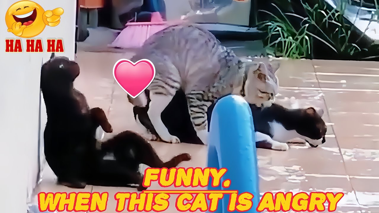 when a cat gets angry at its owner, this is what happens | Try Not To ...