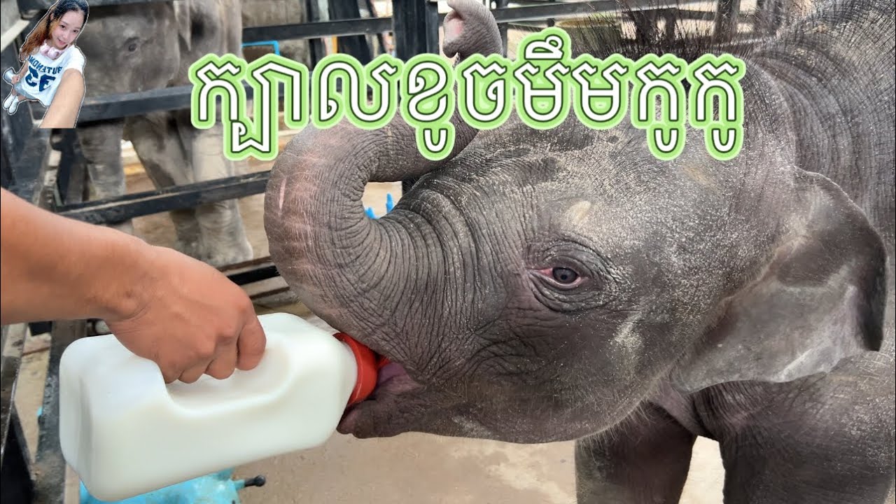 ក្បាលខូចមឹមកូកូ, Baby elephant drinks milk - YouTube