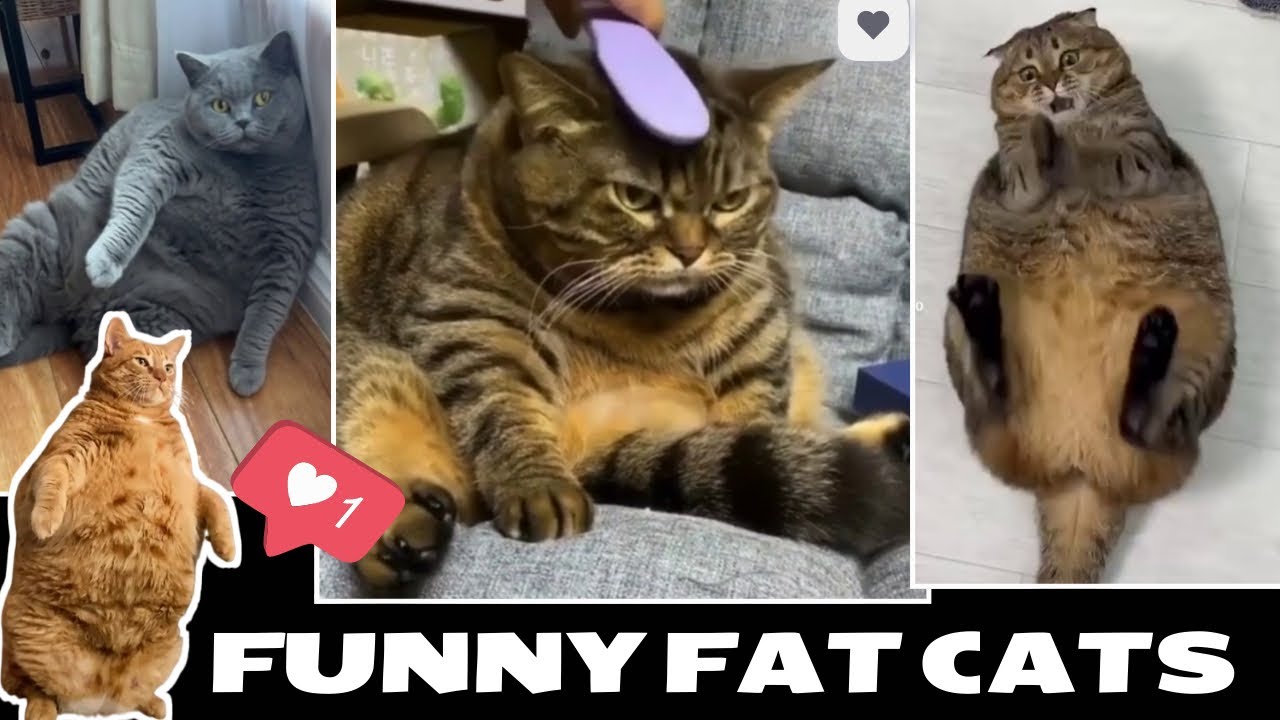 The FUNNIEST Fat Cat Moments Ever Caught on Camera! 🤣 - YouTube