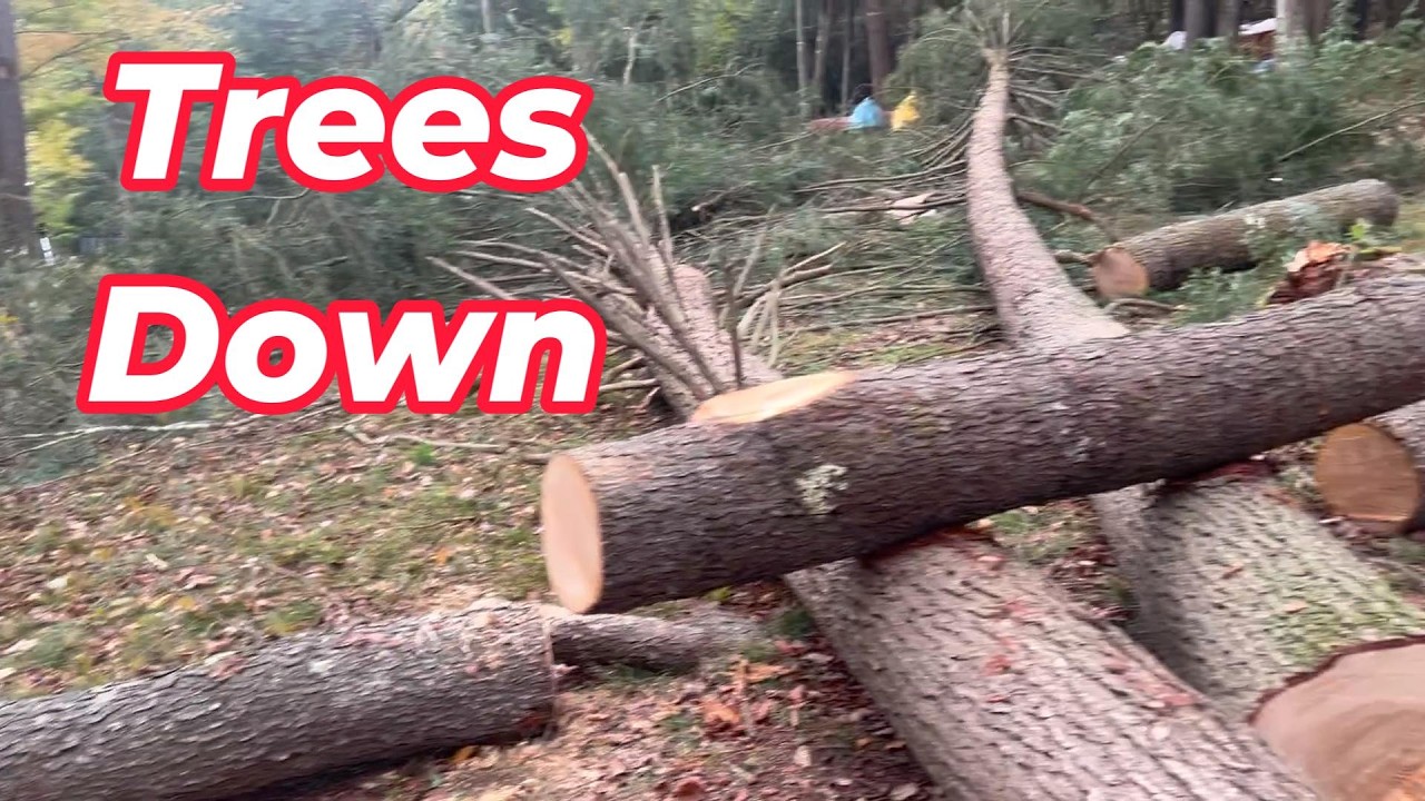 Turning trees to Lumber Part 1 of 2. Felling, trimming, moving logs for ...