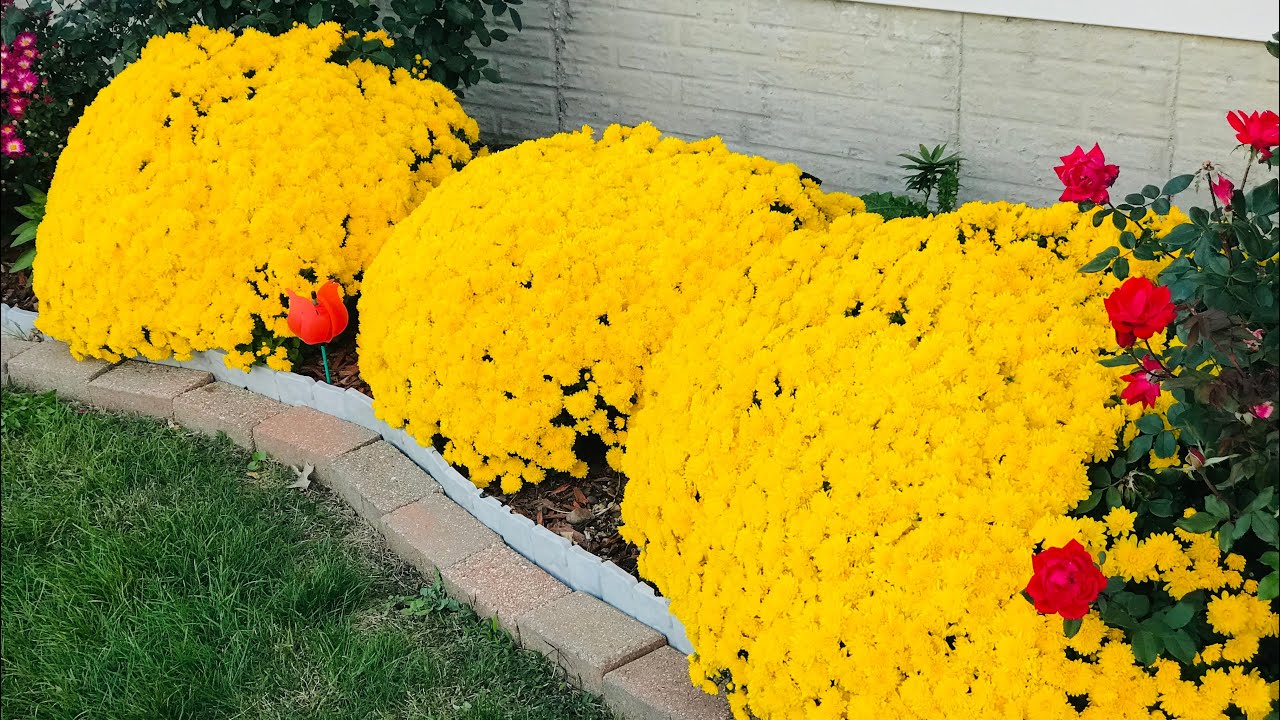 Mums in My Front Yard - YouTube