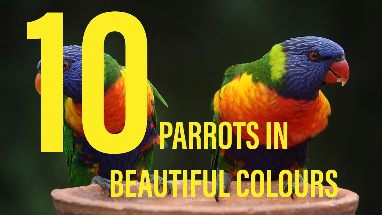 BEAUTIFUL PARROTS IN BEAUTIFUL COLOURS - YouTube