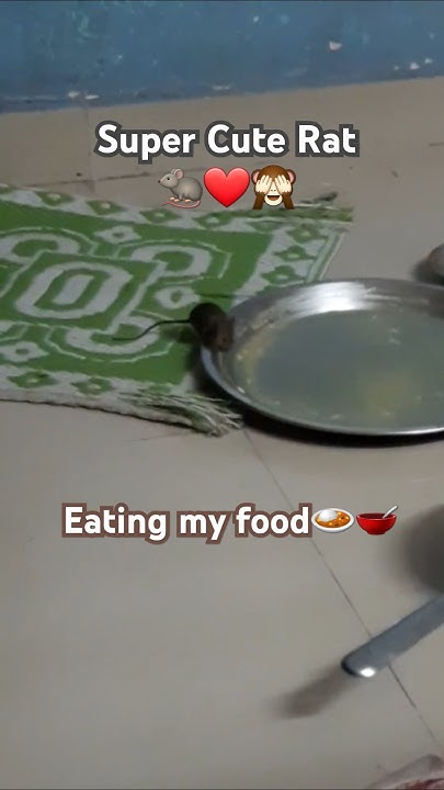 Cute Rat got instant karma🙂🙃 - YouTube