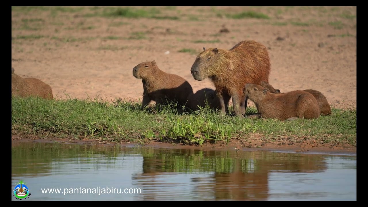 #capybara breastfeeding its #babies (Petits capybaras en train de téter ...