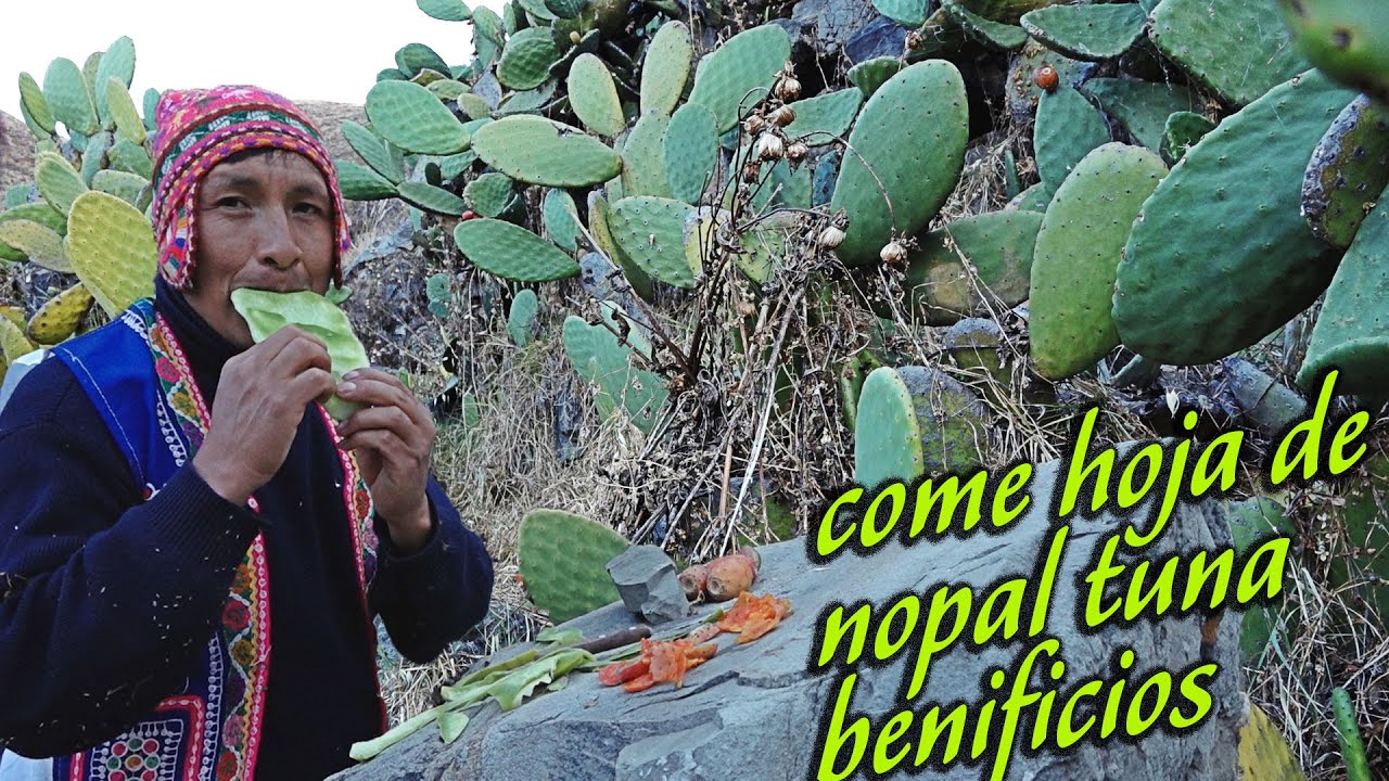 BENEFICIOS DE NOPAL O TUNA | PARA BAJAR EL AZUCAR | |REMEDIOS CASEROS ...