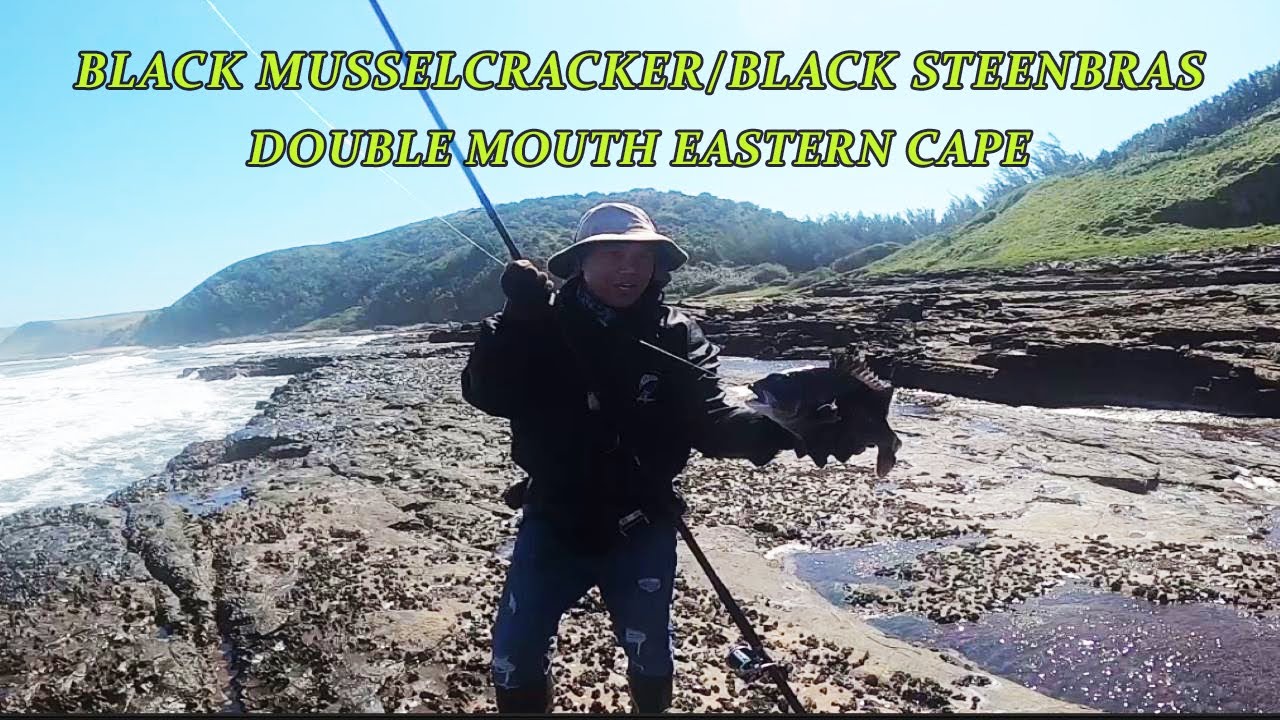 EP56|| HOW TO CATCH BLACK MUSSELCRACKER/BLACK STEENBRAS|| HOW TO CATCH ...