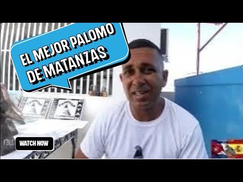Palomeros Cubanos El Chiquitico,Dayan nos Cuenta sobre su Palomo ...