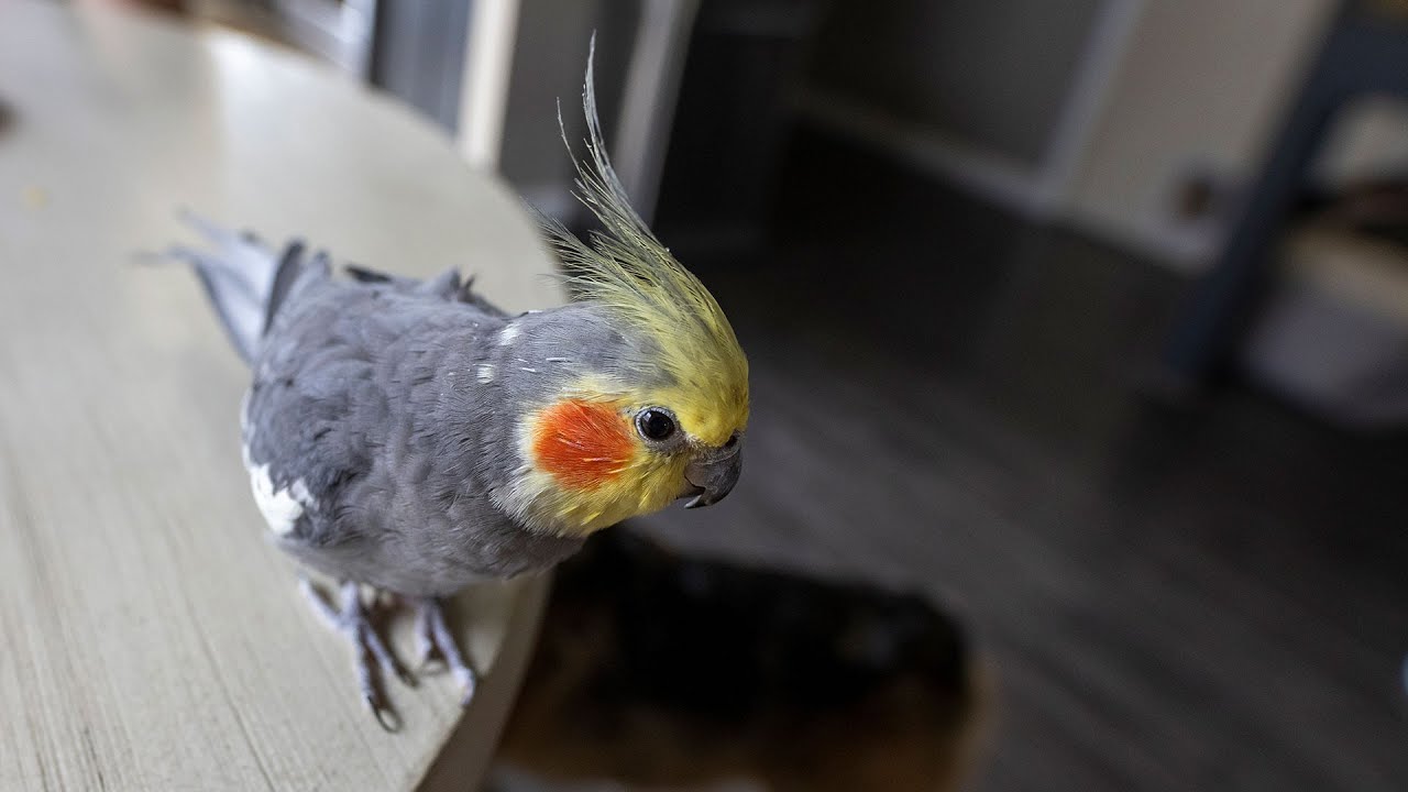24 Year Old Cockatiel Still Loves Making Silly Noises - YouTube