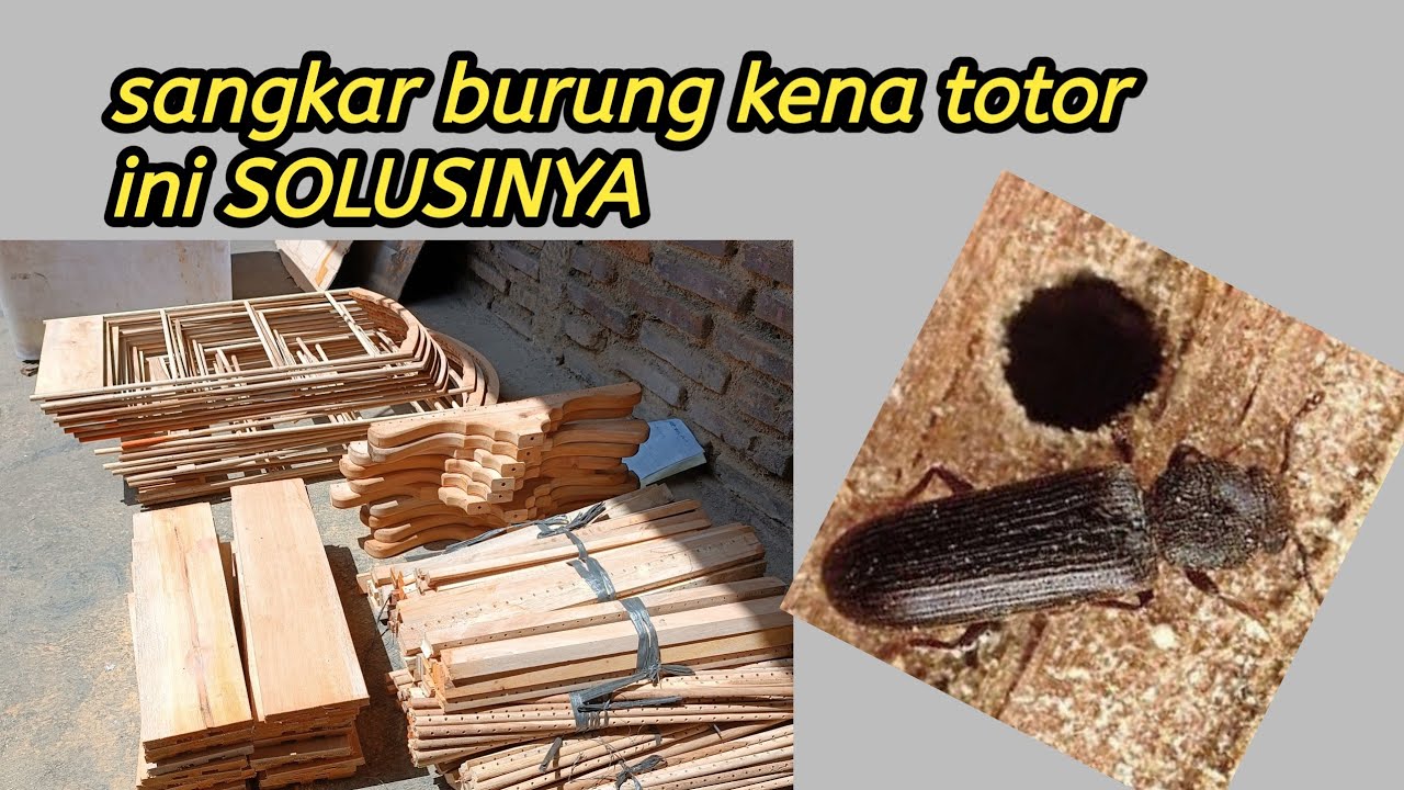 cara mencegah teter atau hama kayu pada sangkar burung - YouTube